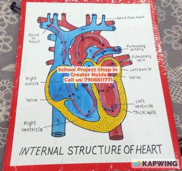 Internal Structure of Heart – Science project shop